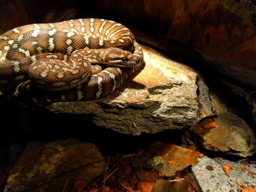Morelia bredli - Site Jimdo de shadows-passion!