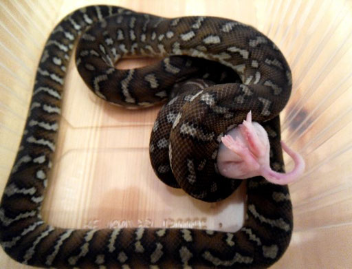 Morelia bredli - Site Jimdo de shadows-passion!