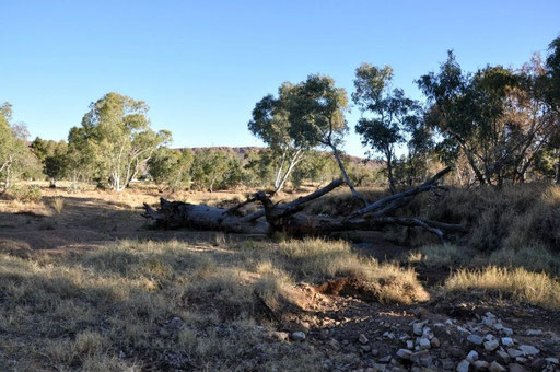 Morelia bredli - Site Jimdo de shadows-passion!