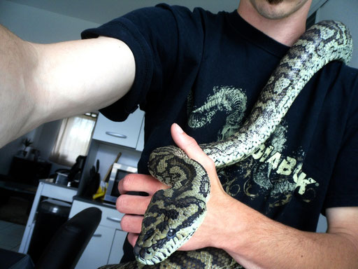 Remise sur pied d'un Morelia spilota mcdowelli - Site Jimdo de shadows ...