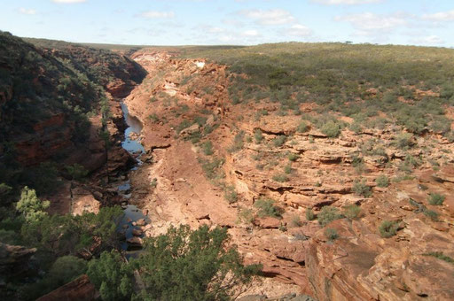 Morelia bredli - Site Jimdo de shadows-passion!