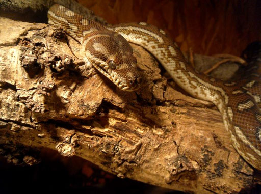 Morelia bredli - Site Jimdo de shadows-passion!