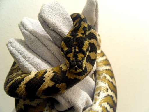 Rubrique Contention - Site Jimdo de shadows-passion!