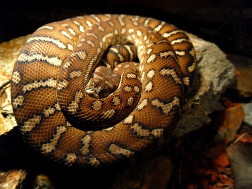 Morelia bredli - Site Jimdo de shadows-passion!