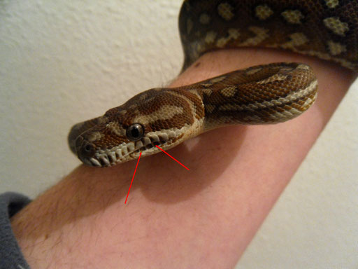 Les Fossettes Thermo-sensibles - Site Jimdo de shadows-passion!