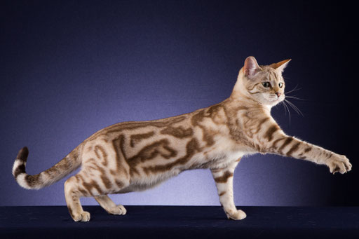 Queens - Silver Moon Bengals - de zilver bengaal - Silver marbled ...