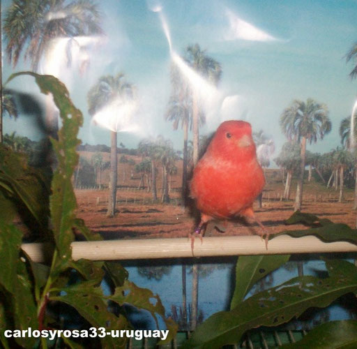 CANARIOS COMBINACIÓN DE COLORES Y DENOMINACIONES - criadero de canarios ...