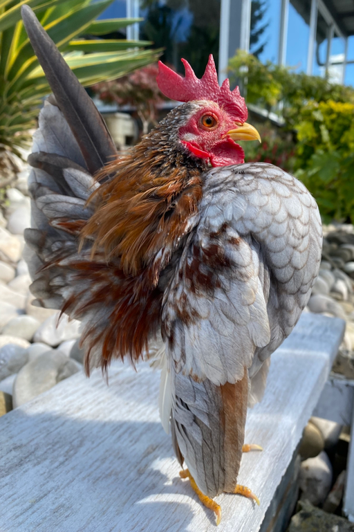 elevage amateur de poule serama,la plus petite poule au monde - elevage ...