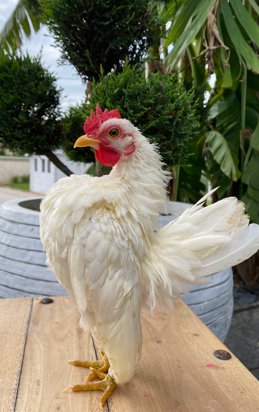 elevage amateur de poule serama,la plus petite poule au monde - elevage ...