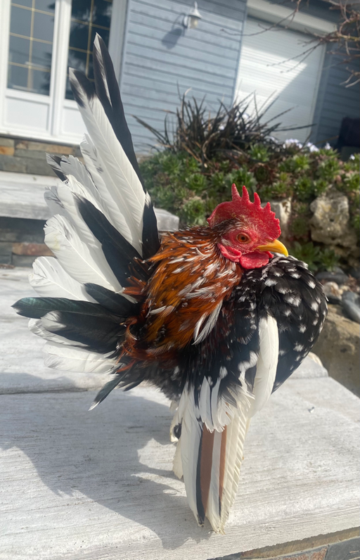 elevage amateur de poule serama,la plus petite poule au monde - elevage ...