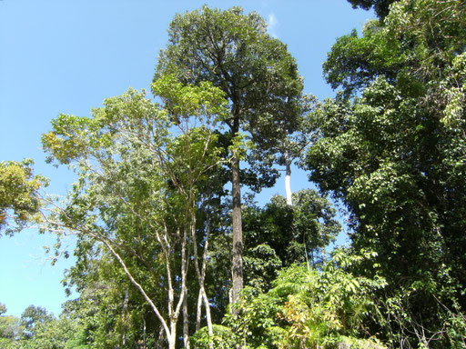 Superb hardwood trees on the brink of extinction - Lauri M. Oikarinen ...