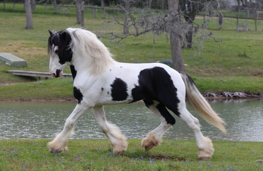 Der Unterschied - irishcob-daydreams Jimdo-Page!