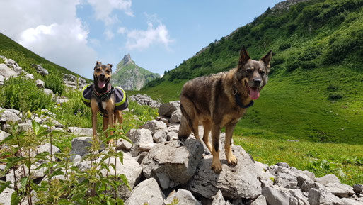 Cora sucht - ric-dogs Hundesupport