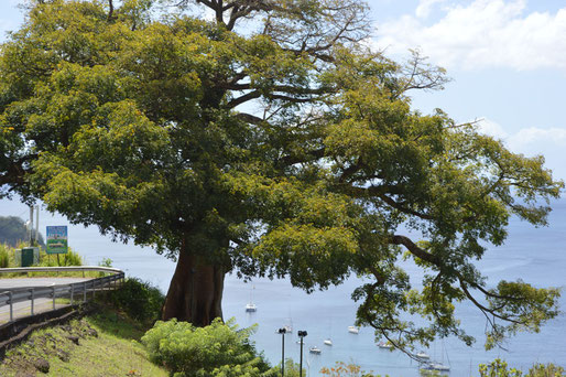 Le Fromager - Restaurant Saint-Pierre Martinique - Matinik Photos Restos