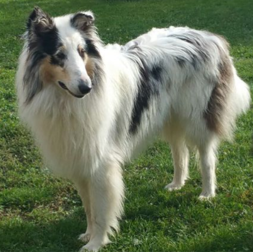 Der Merle Harlekin - Collies of Passion-Collies aus Leidenschaft