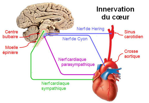 La boucle de régulation de la pression artérielle - Site de cours de ...