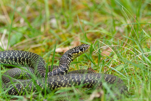 Couleuvre verte et jaune - Photos naturalistes