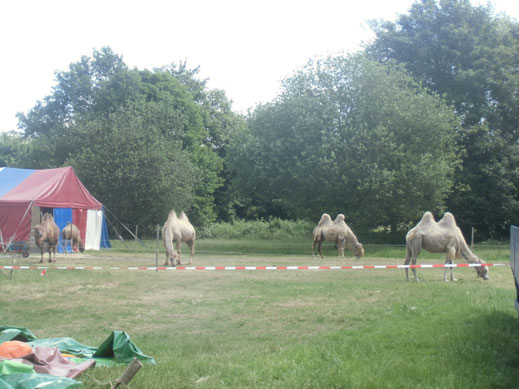 Markleeberg 2015 - circus-gastspiele