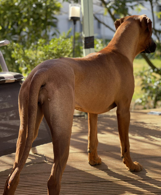 Nächste Wurfplanung: November 2025 - Rhodesian Ridgeback