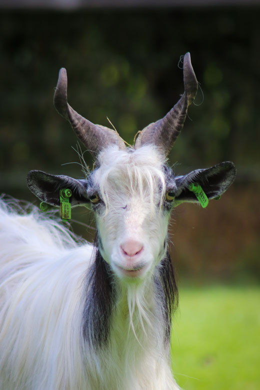 Geiten - Stadsboerderij de Vosheuvel