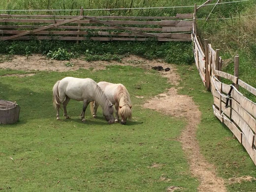 Prince - shettyhilfe