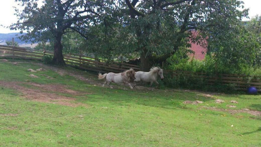 Prince - shettyhilfe