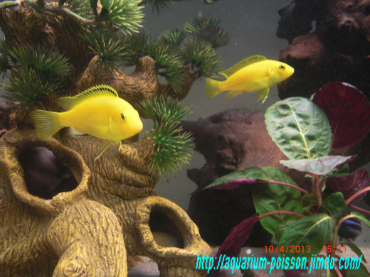 PHOTOS : - Aquarium Passion : Site amateur de poisson tropicaux d'eau ...