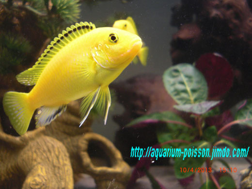 PHOTOS : - Aquarium Passion : Site amateur de poisson tropicaux d'eau ...