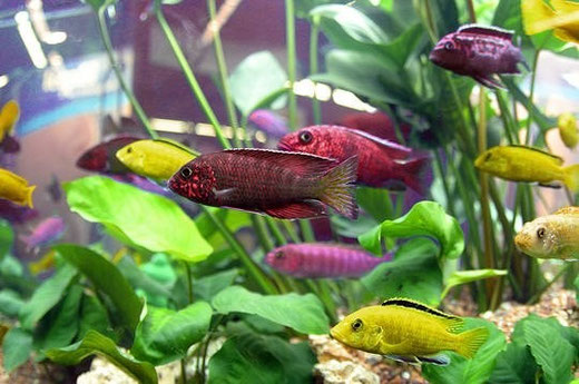 PHOTOS : - Aquarium Passion : Site amateur de poisson tropicaux d'eau ...