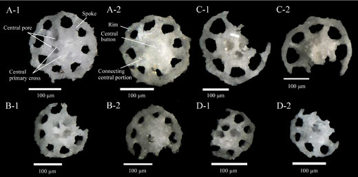 News - y-takahashi-paleontology ページ！