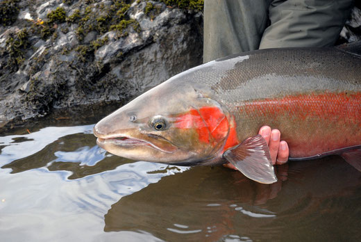 Fisch Album / Fish album - kispiox-river-ranch