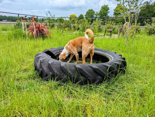 Snuffeltuin verhalen - De website van snuffeltuinen!