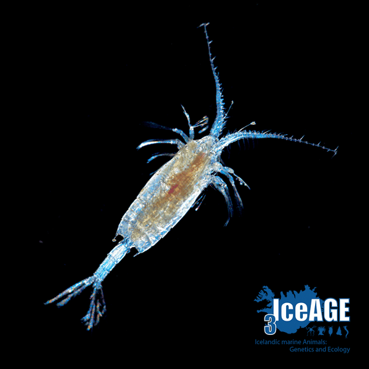 Copepod Resources with related topics and organizations - monoculus website