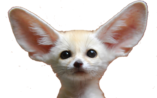 Fennec - L’encyclopédie-animalière