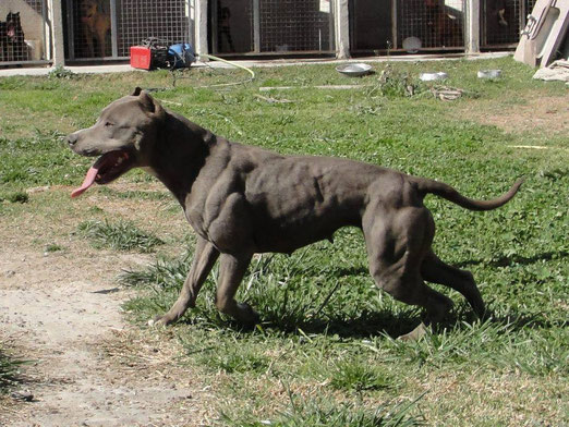 El apbt la historia - Página web de lazonapitbull