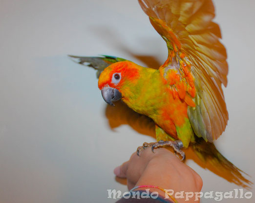 Il conuro del sole - Benvenuti su mondopappagallo!