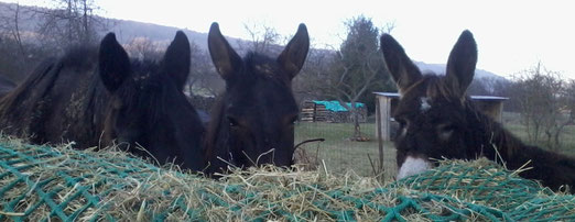 Le cheval et l'âne - Site de domaine-avallon