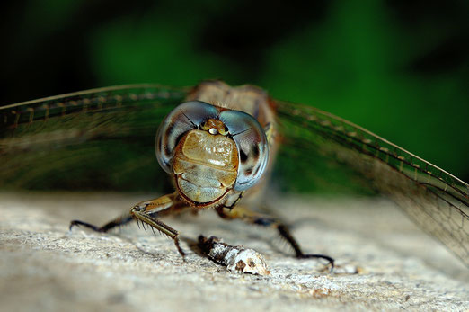 Acrida Ungarica--------- - Página web de insectiajoecalavera