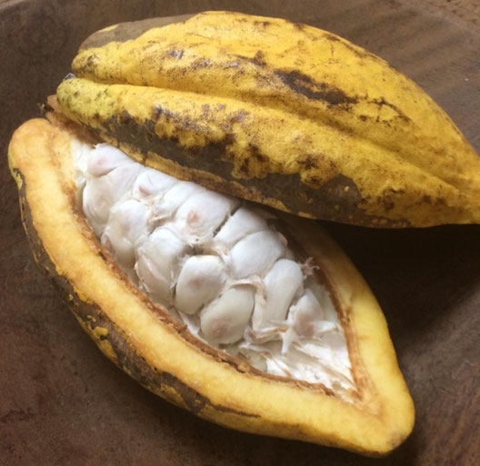 FIJI CHOCOLATE FACTORY & SHOP - Fijichocolat Fijian PAGE