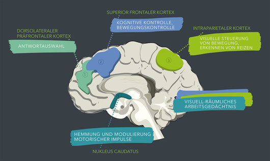 Exekutive Funktionen - exf-sportss Webseite!