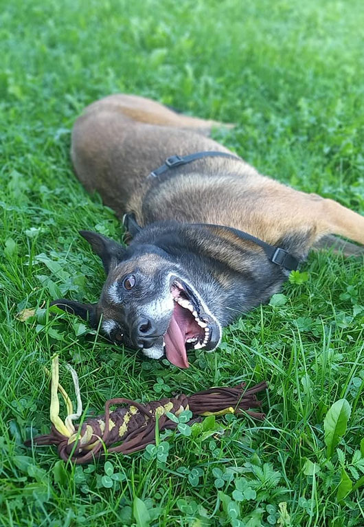 Artgerechte Hundehaltung!? - hugu-hundeschules Webseite!