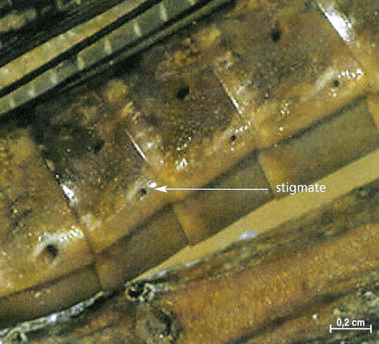 Chapitre 1: la respiration des êtres-vivants varie suivant les milieux ...