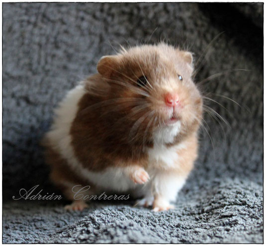 Hamster Sirio tricolor (Mesocricetus auratus) - Página web de losprunos