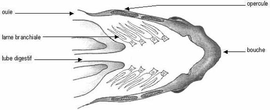 Chapitre 1: la respiration des êtres-vivants varie suivant les milieux ...