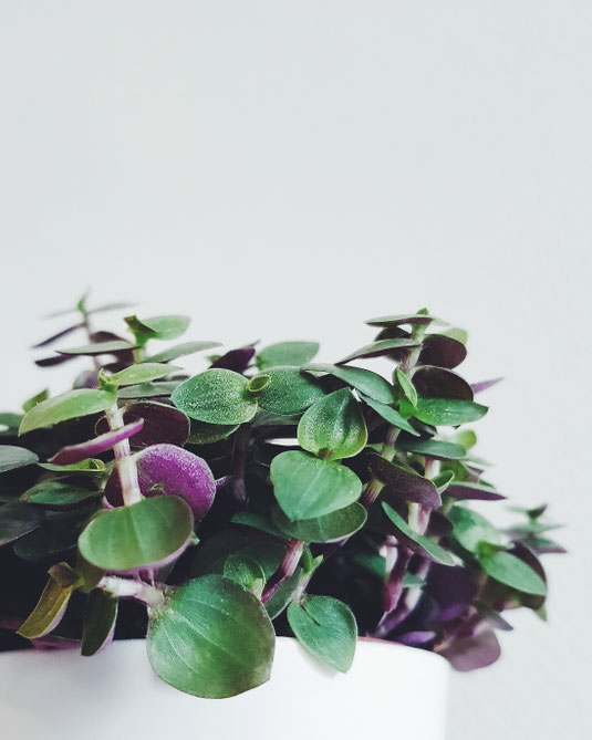 Callisia Turtle - De website van miboso!