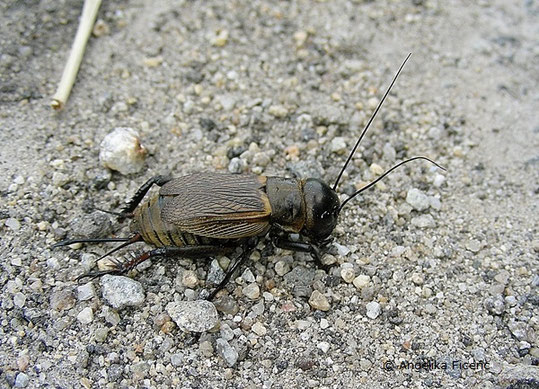 Feldgrille (Gryllus campestris) - tierspuren - Spuren auf Schritt und Tritt