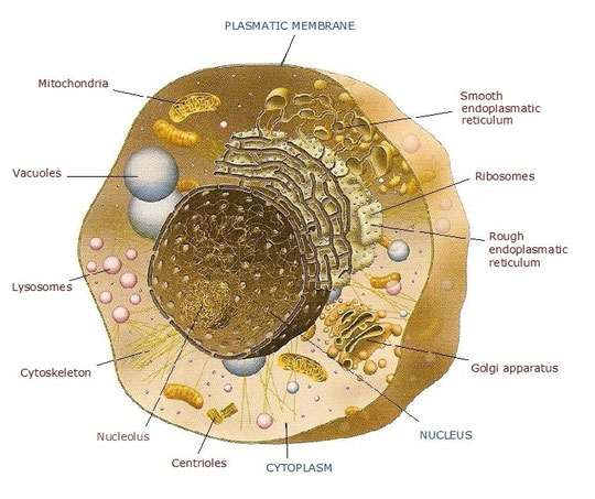2. Las células humanas - Bilingual Natural Science. I.E.S. Elcano ...