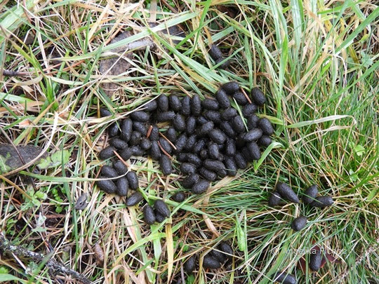 Reh (Capreolus capreolus) - Losung - tierspuren - Spuren auf Schritt ...