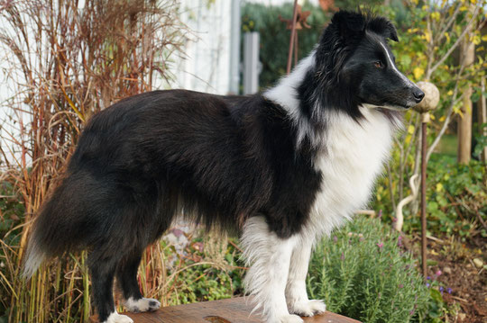 Sheltie Angel - littleblackfox-shelties Webseite!