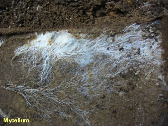 Mycelium - Site Jimdo de nature-et-espace!